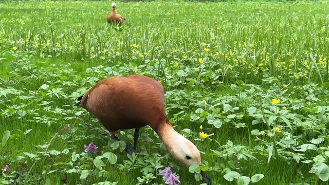 the voice paves the way for being with rays of light, bursting out with inexorable joy - Coub