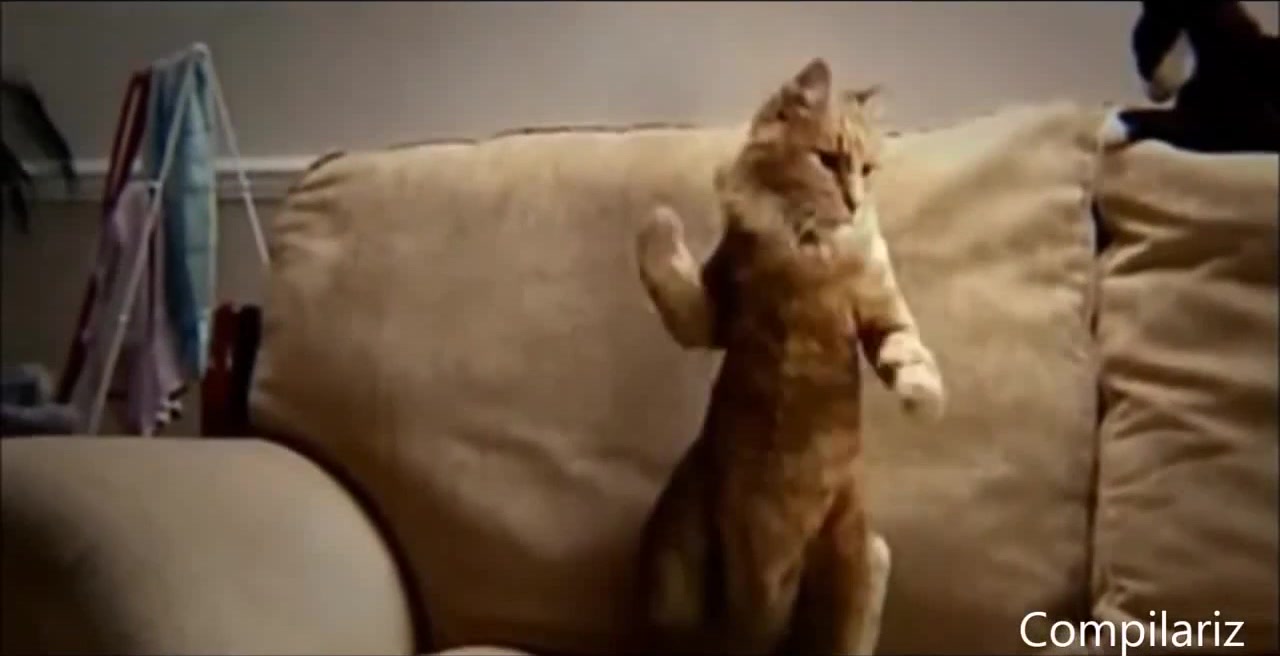 Dancing Cat Think about it - Coub