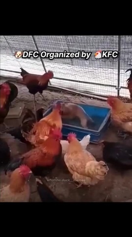 Winner Winner Chicken Dinner 🐔 🤣 - Coub