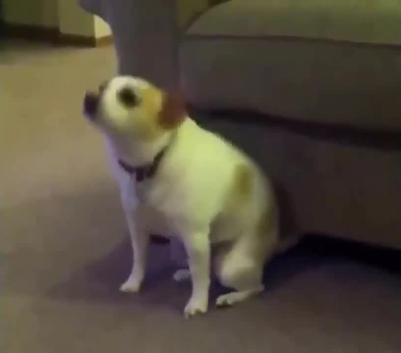 dog dance - Coub