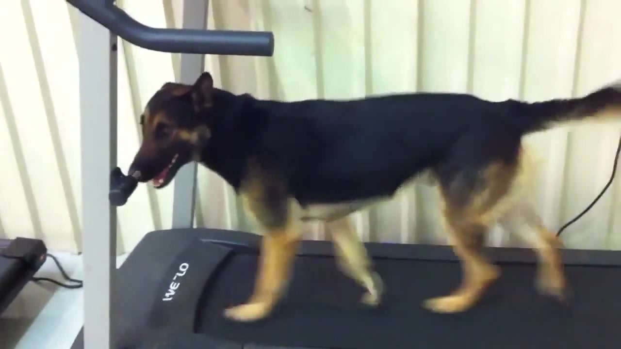 Dog Fitness - Coub