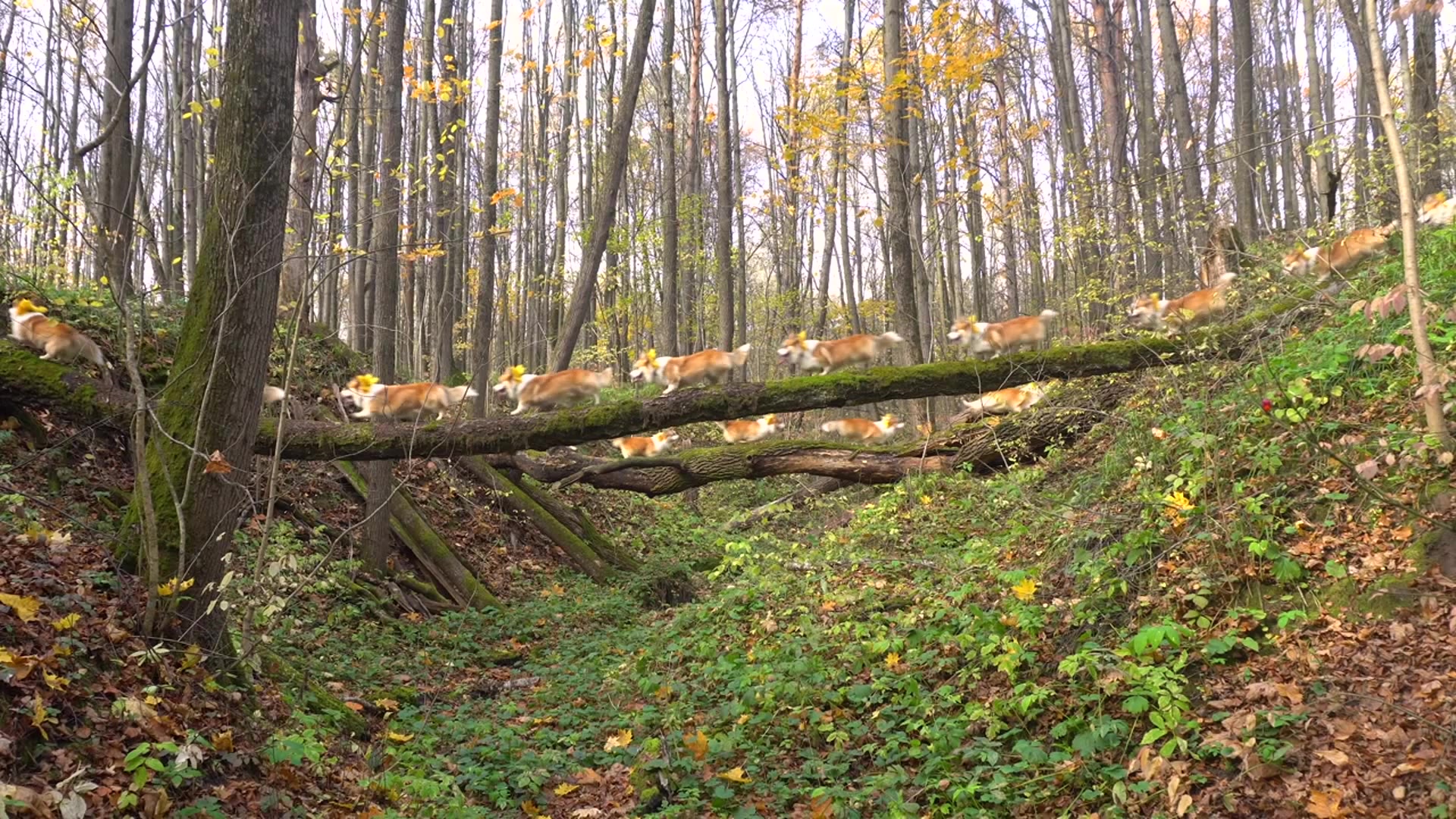 Corgi On March | Red Alert - Coub