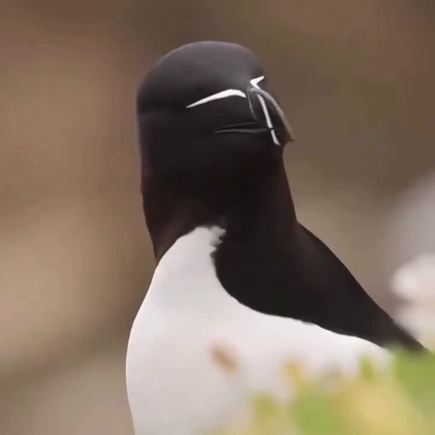 Razorbill Bird - Coub