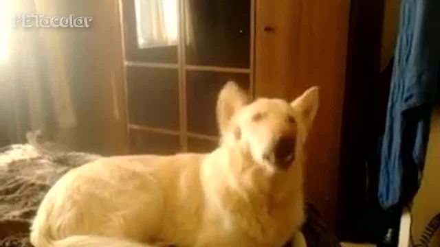 Dog Howling - Coub