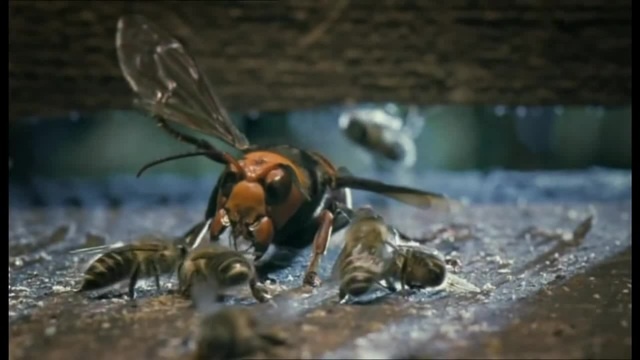 Bees annihilate a hornet to the music of Mick Gordon - Coub