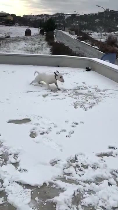 First time in snow - Coub