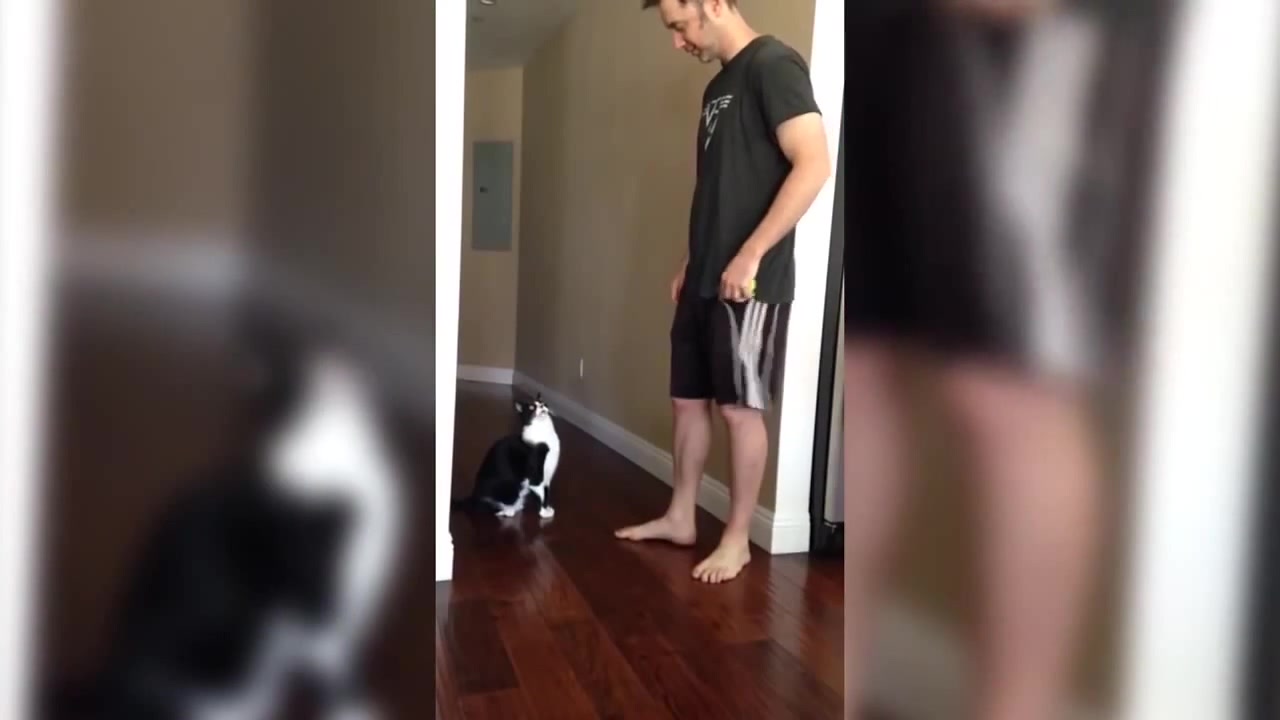 Cat Hugs Owner | Big Kitty Stretch - Coub