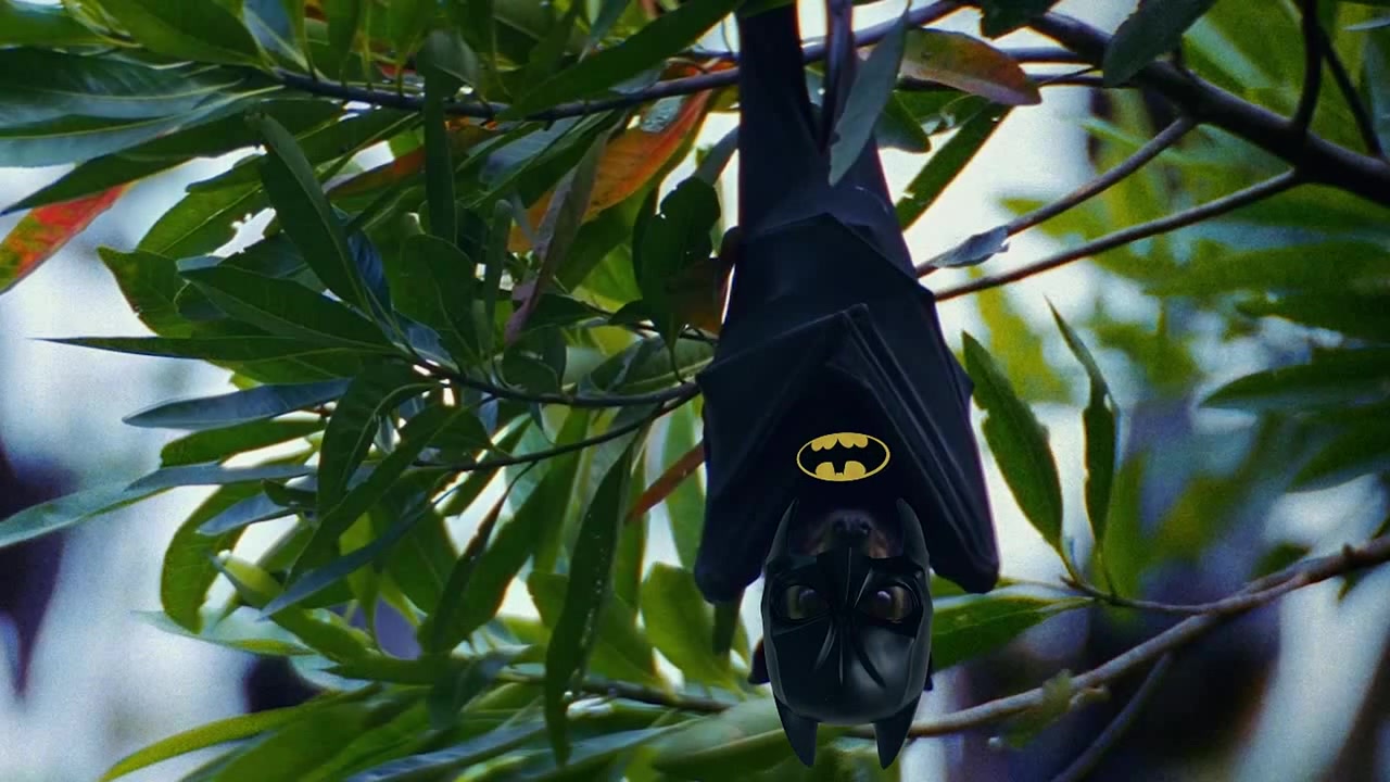Batman bat - Coub