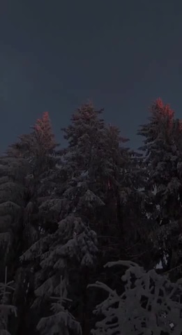 Зимний лес | Winter forest - Coub