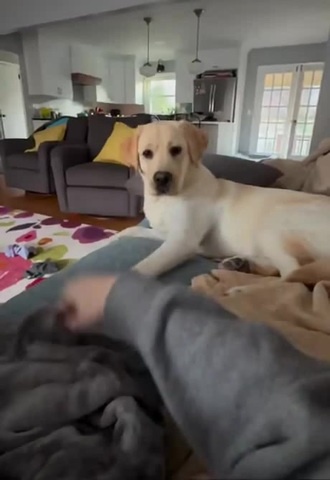 Dogs are fantastic company - Coub