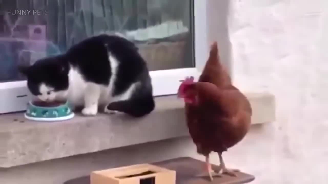 Funny Chicken ★ ULTIMATE Funny CHICKEN Compilation (HD) [Funny Pets] - Coub