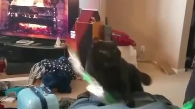 Cat's flashback - Coub