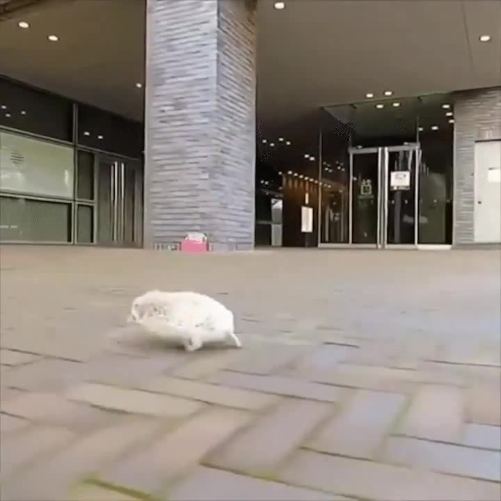 Hedgehog Run - Coub