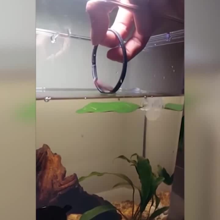 Circus Fish 👍 - Coub