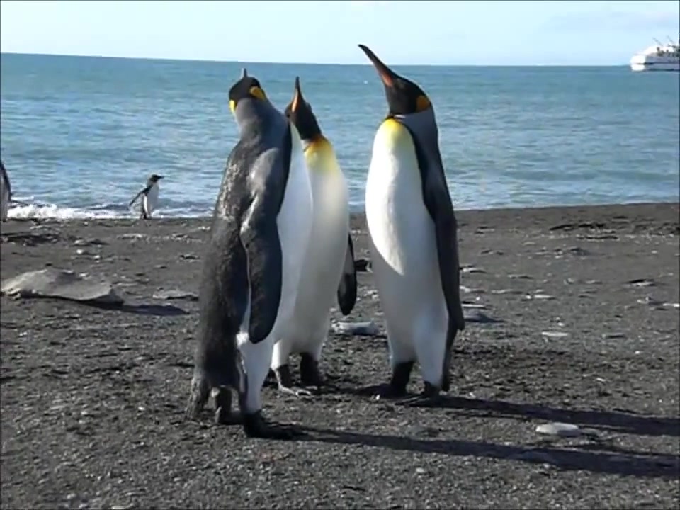 Penguin Fight Guile Theme Version - Coub