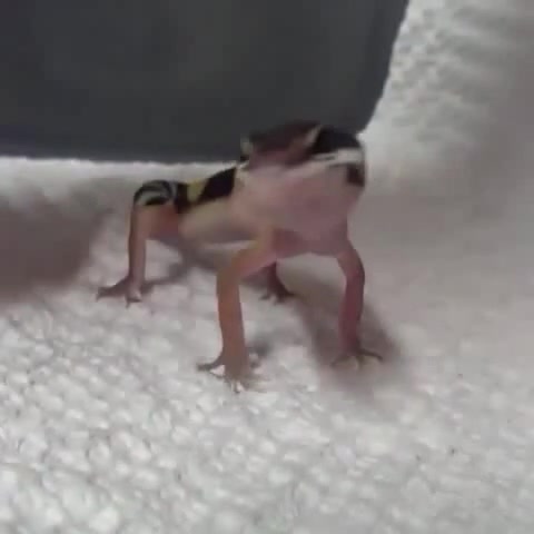 Dank Gecko. #ayylmao #rekt #earrape #rip #leopardgecko #meme #dank # ...