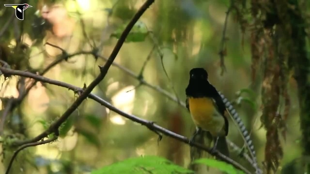 #readready_mirror King-of-Saxony Bird-of-Paradise - Coub