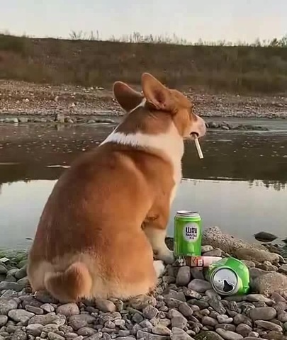 Smoking & drinking dog on patrol - Coub