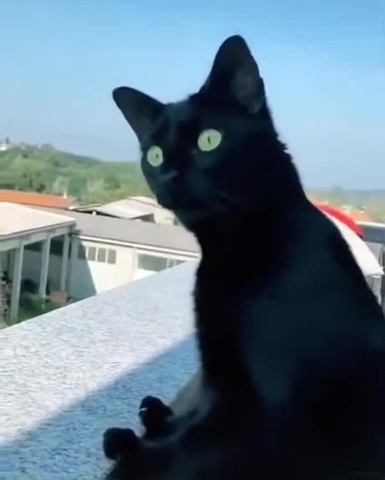 italian noises - Coub