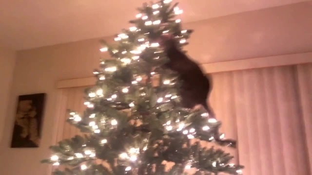 Cat Christmas Tree Disaster - Coub