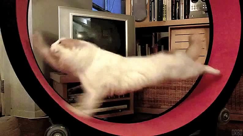 Rocky Cat Training - Coub