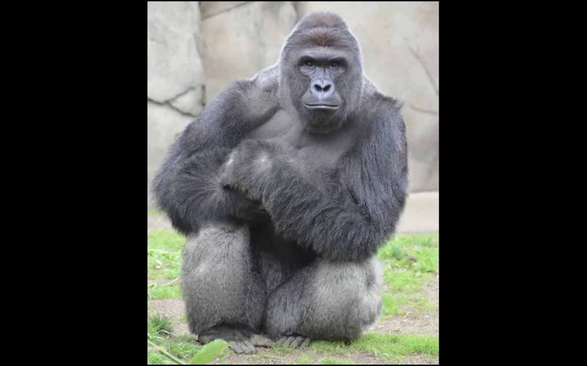 i still see you harambe - Coub
