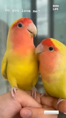 Beautiful Parrot : Click Here and Watch More Videos : Link Open New Tab : https://rb.gy/xft6iu ...