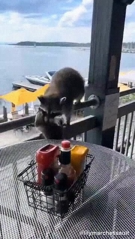 racoon mission impossible - Coub