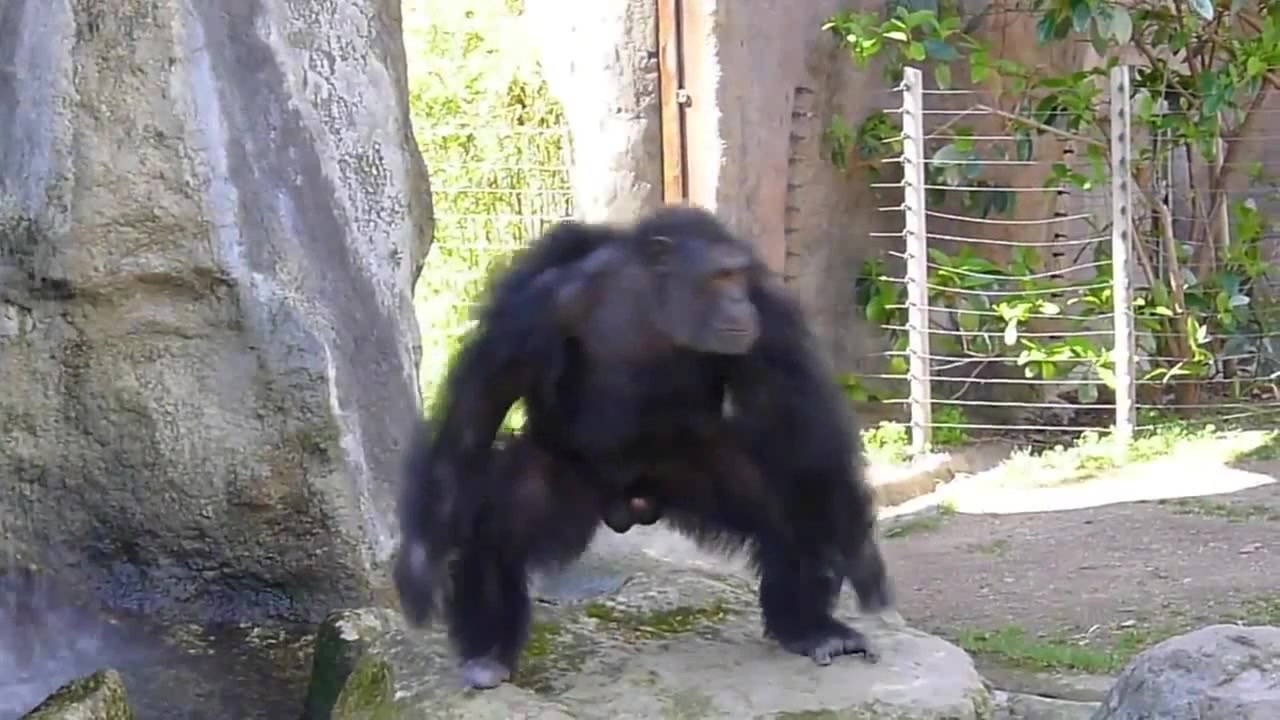 Funny Monkeys gorilla dance - Coub