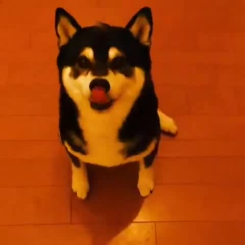 Doggo does an impatient - Coub