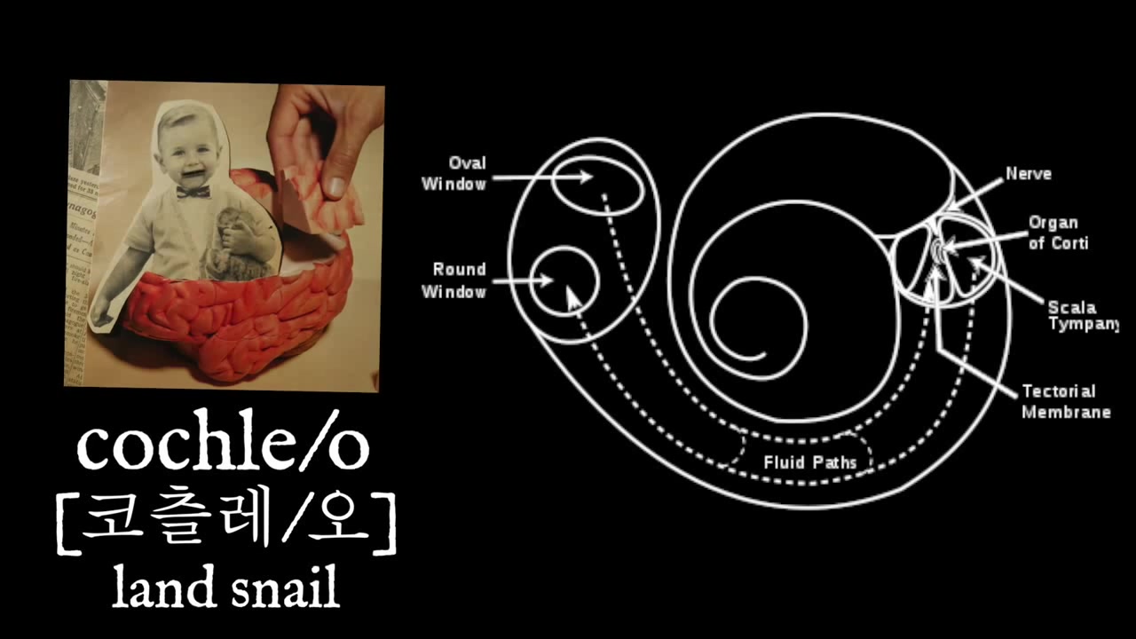 Cochle/o, Chol/e [Pieces of Em' Words] (ft. MURMUR) - Coub