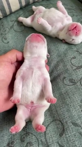 Stretching so cute ️ - Coub