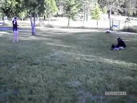 Kitten Stampede - Coub