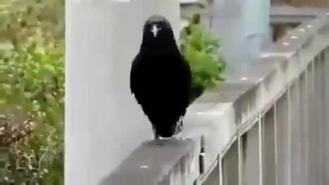 Swag Model Bird Walk - Coub