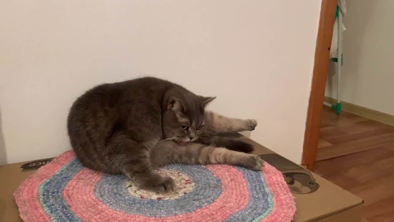 System of a Meow - Coub