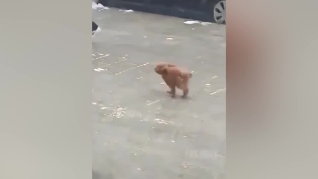 Little dog against the wind - Coub