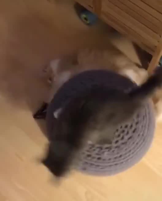 Cat spin right round - Coub