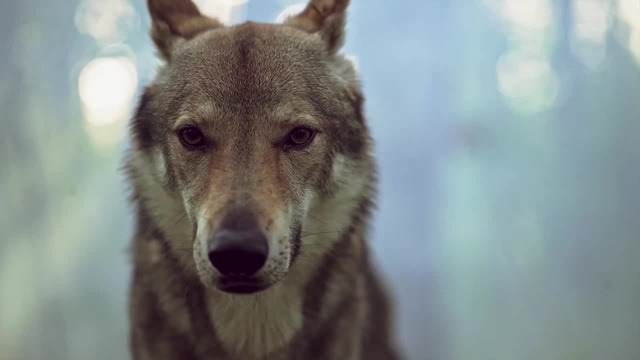 🐺 Wolves Everywhere - Coub