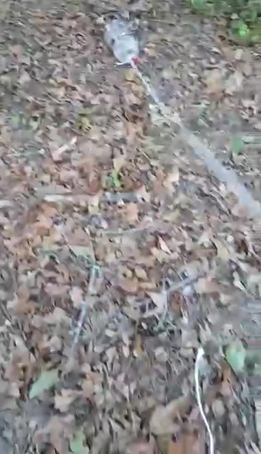 just walking my dog - Coub