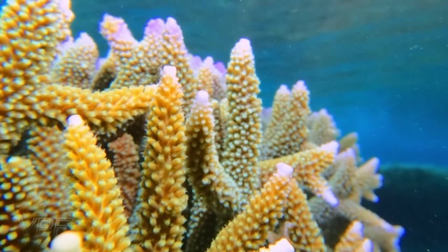 Ocean Therapy - Coub