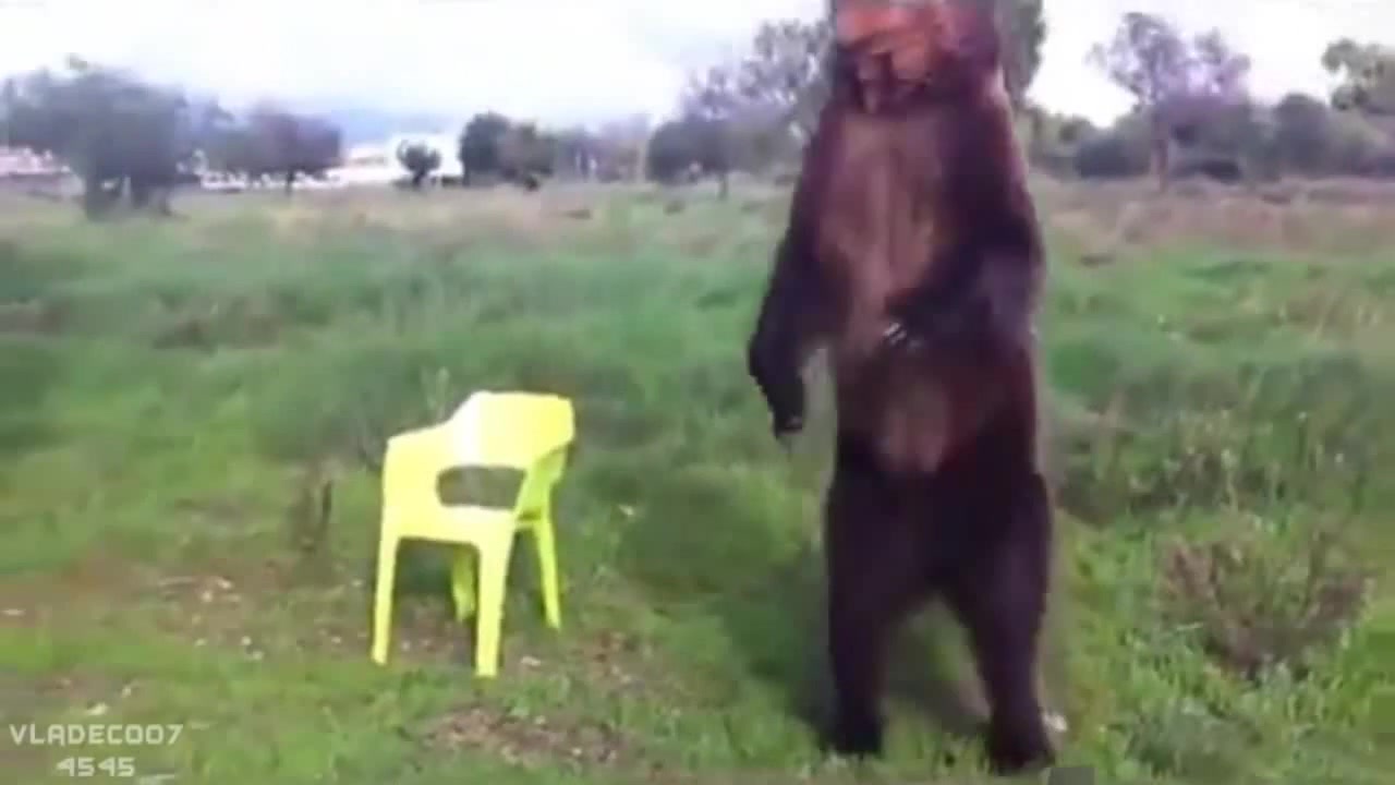 Epic Sax Bear - Coub