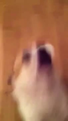 Добрая собачка (funny dog) - Coub