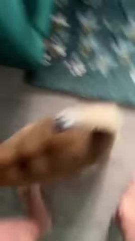 More Passion More Energy | metal | Dr. Livesey | Ghostface Playa - Why Not - Coub