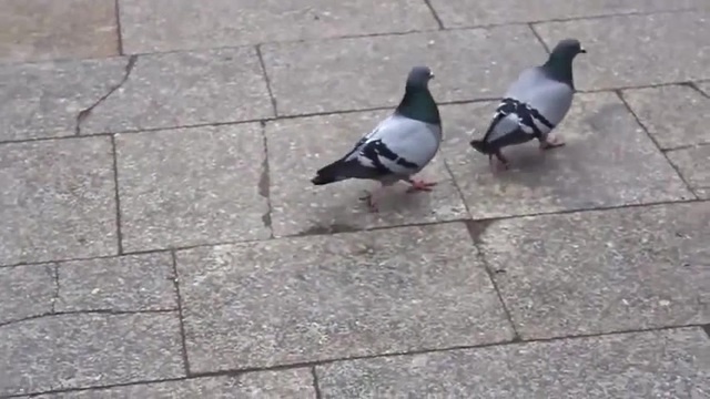 Pigeons What is love смешные голуби - Coub