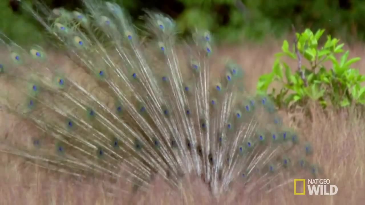 a man and a woman - Coub