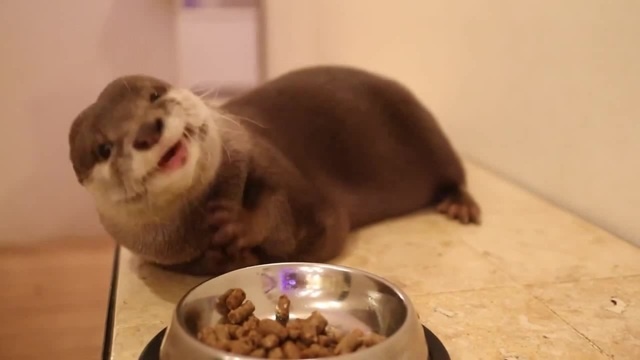 cute otter Kinaco eating chocolate nuts - Coub