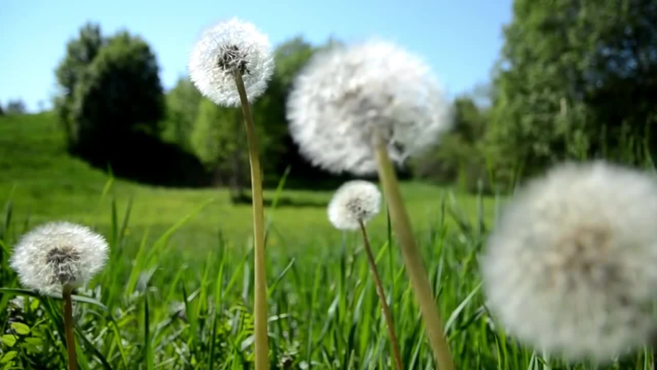 Весенняя Радость / Spring Joy - Coub