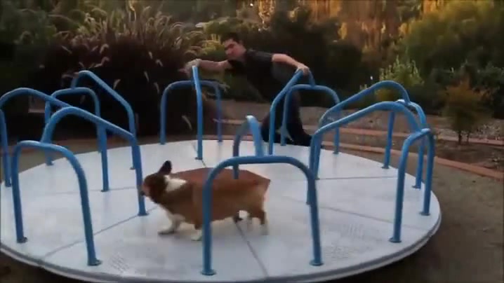 Doggo Goes Spins - Coub