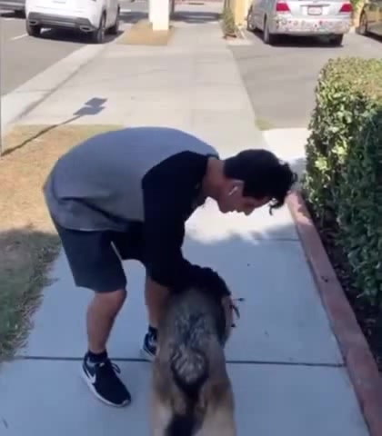 when your doggo saw u pettin another dog - Coub