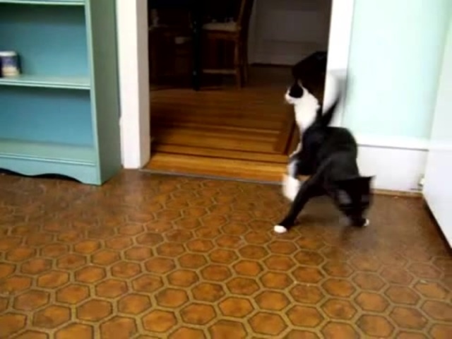 Fatboy Slim Push the Cats - Coub